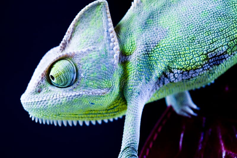 1,096 Kameleonter Foton - Gratis och royaltyfria stockfoton från Dreamstime