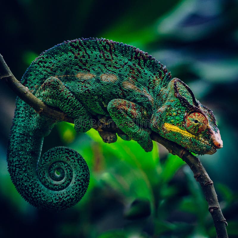 Kameleont fotografering för bildbyråer. Bild av fyrkant - 66801789