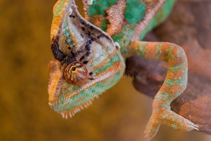 Kameleont fotografering för bildbyråer. Bild av vild, husdjur - 6724327
