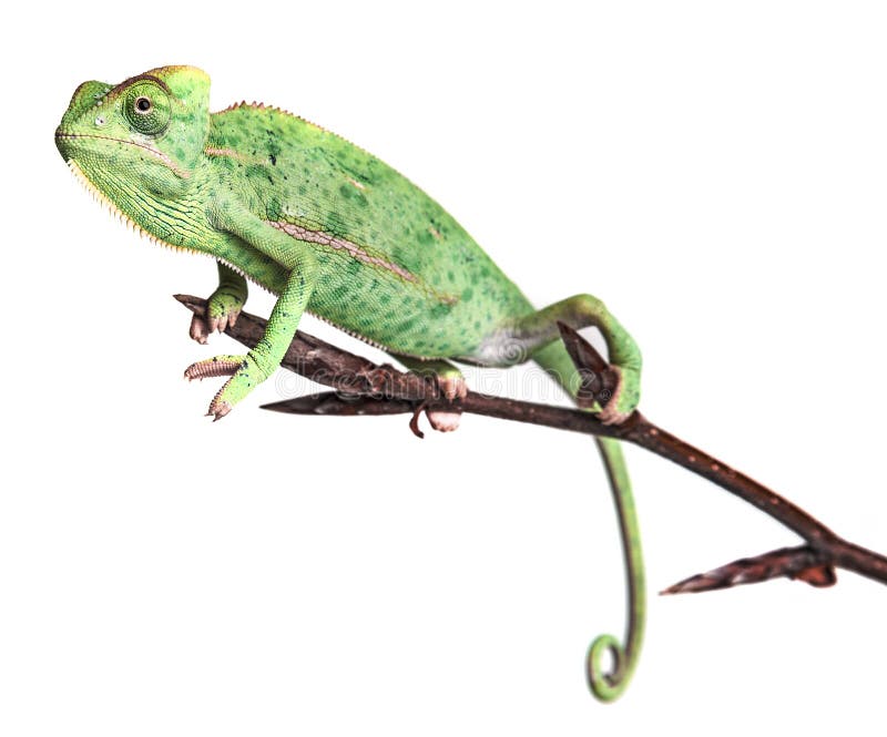 Kameleont - Chamaeleocalyptratus Fotografering för Bildbyråer - Bild av ...