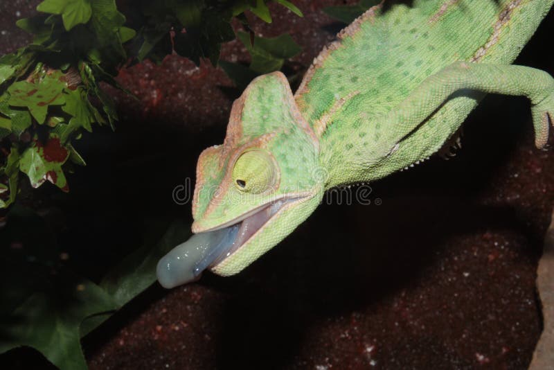 Kameleont yemen arkivfoto. Bild av jemen, ödla, detalj - 13527730