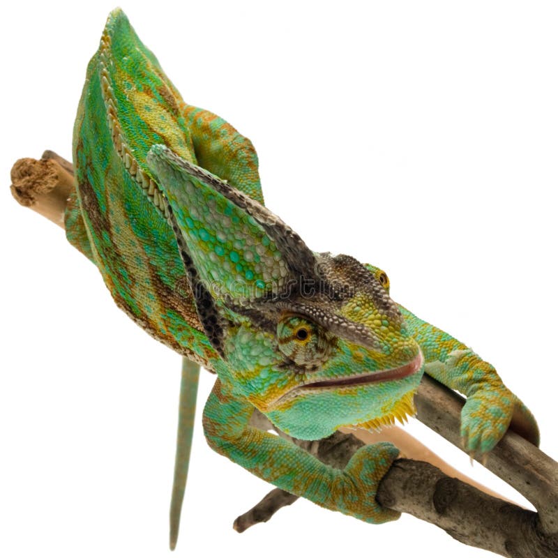 En Yemen kameleont arkivfoto. Bild av kameleont, ödla - 35392734