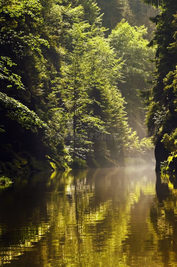 Kamenice River stock photo. Image of forest, nature, outdoor - 27823146