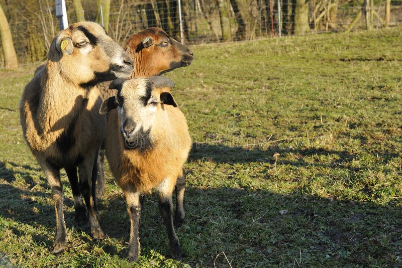 Kamerun Sheep stock photo. Image of closeup, lamb, capridae - 52384018
