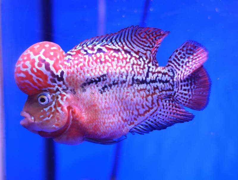 Kamfa Type Louhan Fish from Thailand in the Aquarium Stock Photo ...