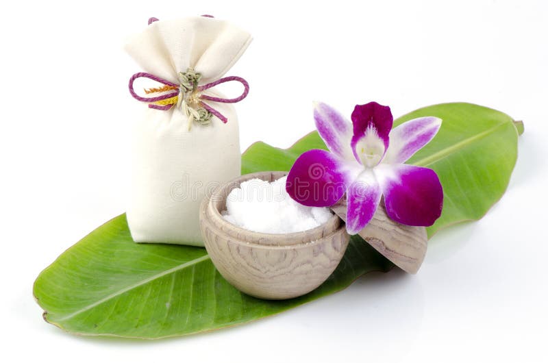 Kamfer (Cinnamomum Camphora (L.) JS Presl). Stock Afbeelding - Image of ...