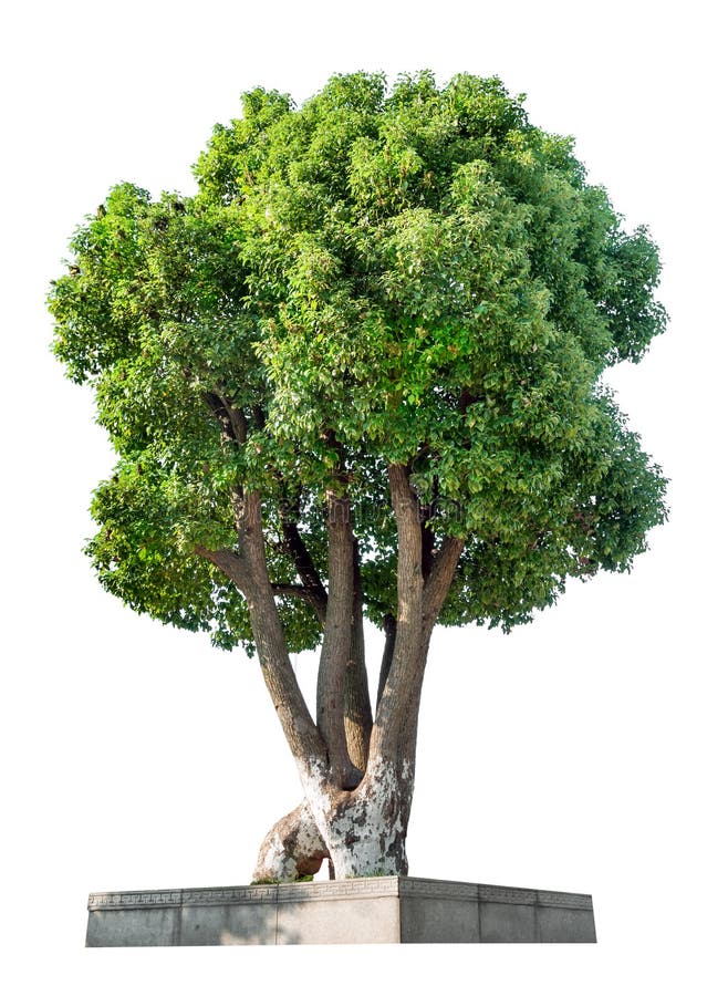 Kamfora obraz stock. Obraz złożonej z drzewo, wiecznotrwały - 27091001