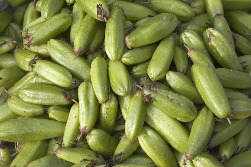 Kamias stock image. Image of bilimbi, fruit, cylindrical - 988959