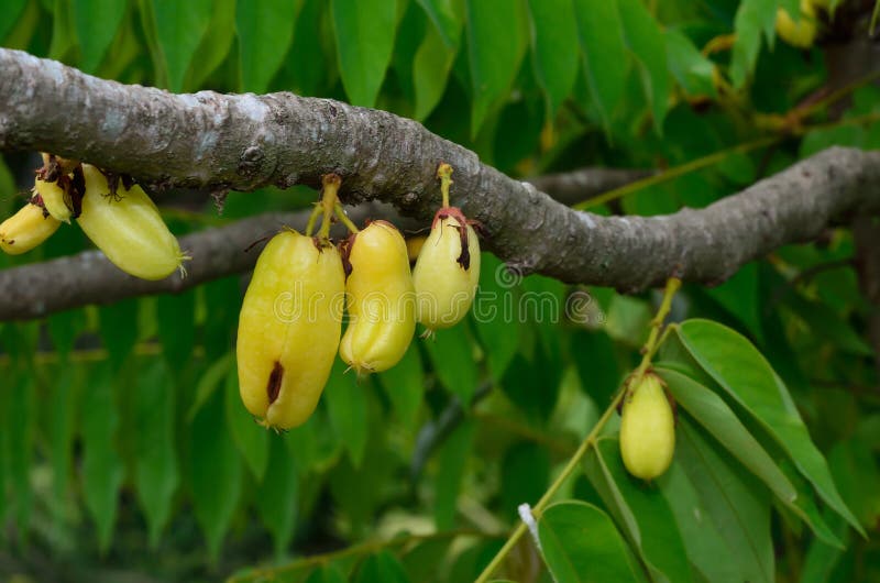 Kamias/Cucumber Tree/Bilimbi Stock Image - Image of kolonauas, pattern ...