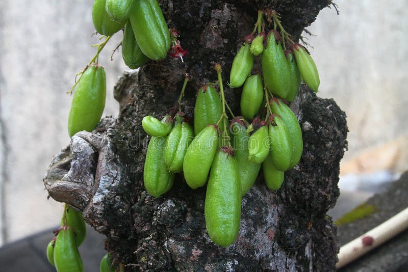 Kamias or tree cucumber stock photo. Image of food, health - 243650324