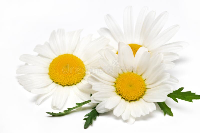 Kamille Getrennt Auf Weißem Hintergrund Stockbild - Bild von ...