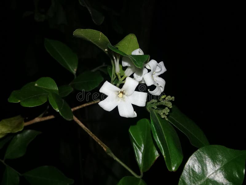 Kamini Flower at Night stock photo. Image of focus, nature - 161075452