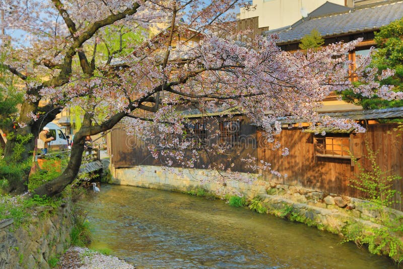 Kamo River in the Center of Kyoto in Spring Editorial Stock Photo ...