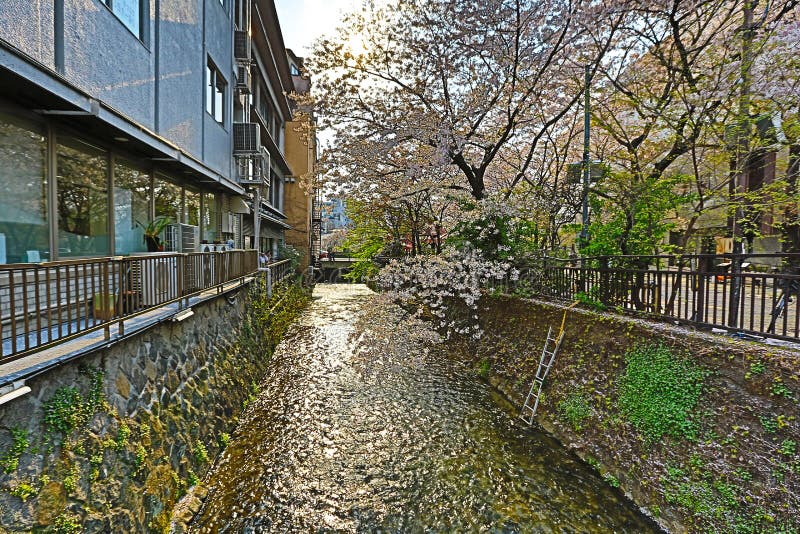 Kamo River in the Center of Kyoto in Spring Editorial Image - Image of ...