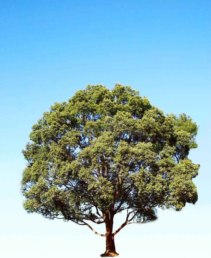 Kampferbaum stockbild. Bild von landschaft, barke, blatt - 34818677
