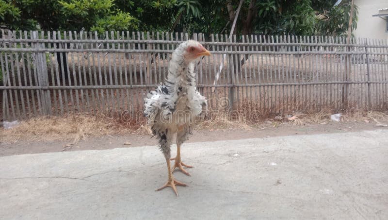 Kampong chicken stock image. Image of feather, cemani - 318229531
