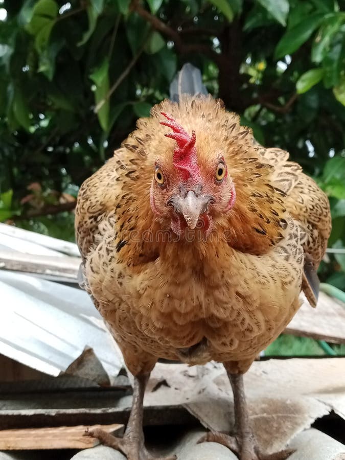 Kampong chicken stock image. Image of ducks, rooster - 261166151