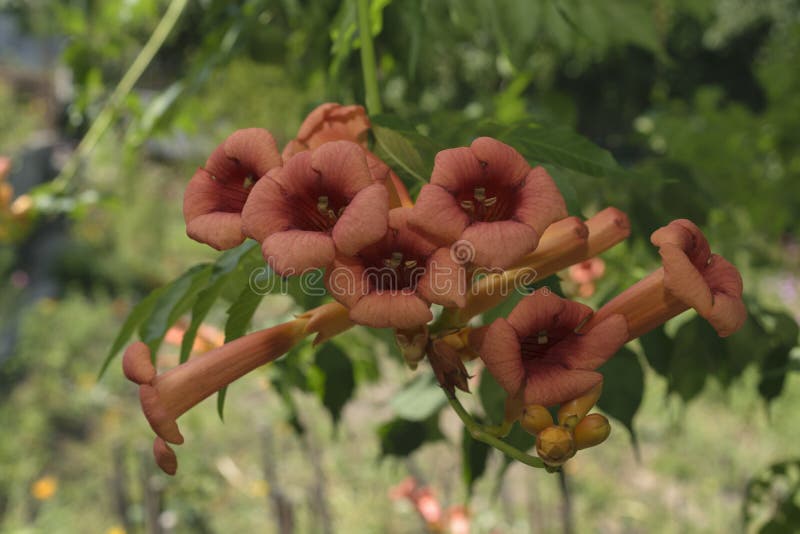 Kampsis stock image. Image of bright, nature, flora, inflorescence ...