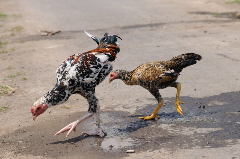 Kampung Rooster and Chicken Stock Photo - Image of healthy, nature ...
