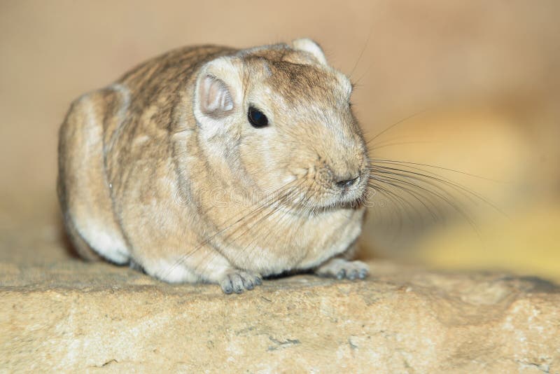 Kamrat stock foto. Image of dier, afrika, kuil, afrikaans - 106153992