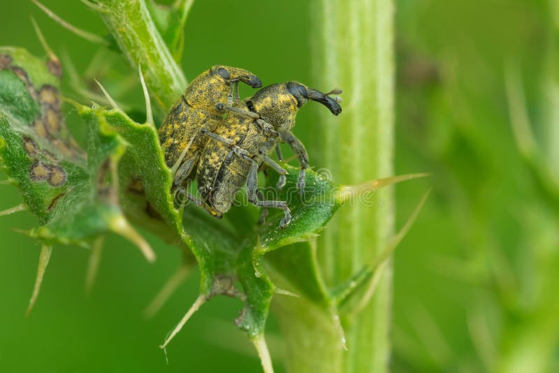 Kanada Distel Bud Weevil - Larinus-planus Stockfoto - Bild von park ...