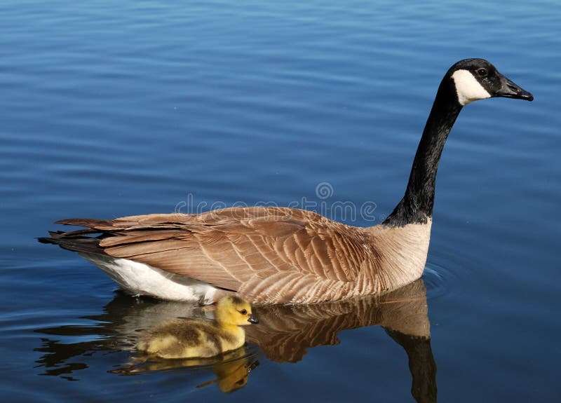 12,071 Gässling Stock Photos - Free & Royalty-Free Stock Foton från ...