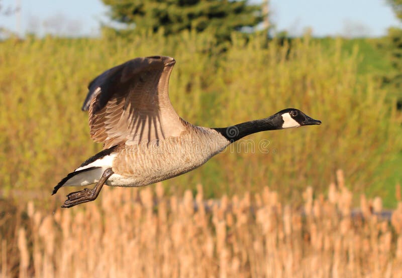 Kanada-Gans Im Flug Schwarzweiss Stockbild - Bild von gans, flug: 108051797