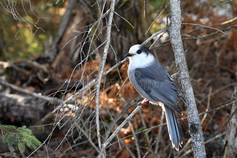 Kanadajoch Auf Einem Ast Im Wald Stockfoto - Bild von hungrig ...
