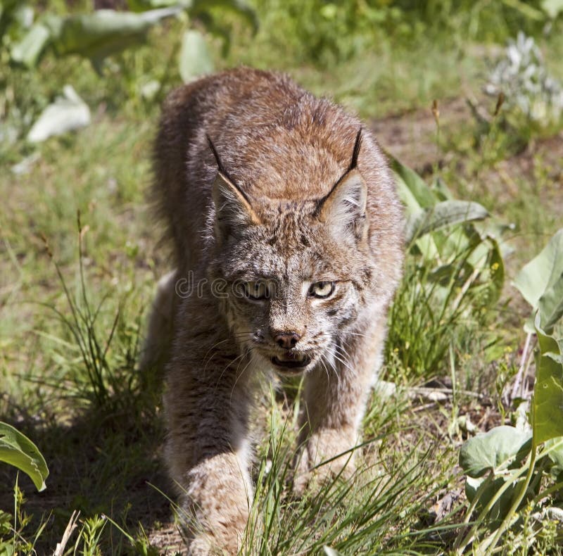 Kanadensiskt lodjur arkivfoto. Bild av wild, perser, amerikansk - 27113114