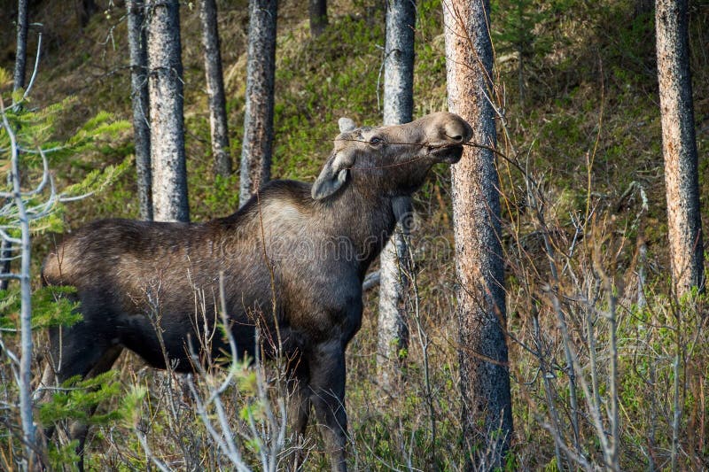 Elche im kanadischen See stockfoto. Bild von kanadischen - 10580786
