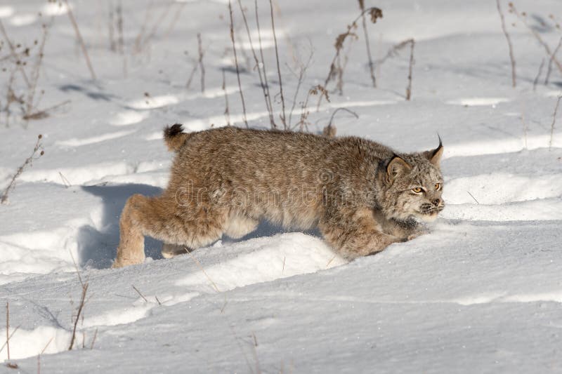 Kanadisches Luchs-Luchs Canadensis Springt Durch Schnee Stockfoto ...