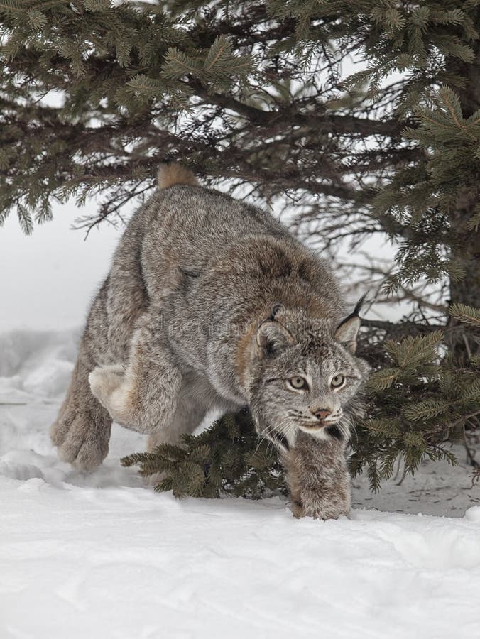 Kanadyjski ryś obraz stock. Obraz złożonej z środowisko - 32857475