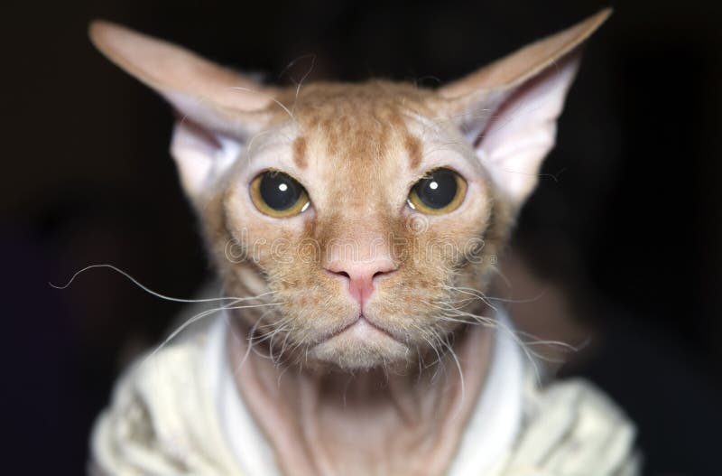 Kanadyjski sfinksa kot zdjęcie stock. Obraz złożonej z łysy - 89259230