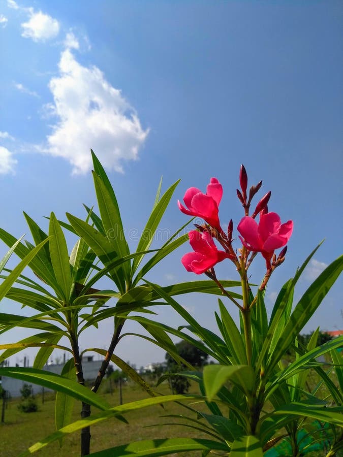 Kanar Stock Photos - Free & Royalty-Free Stock Photos from Dreamstime