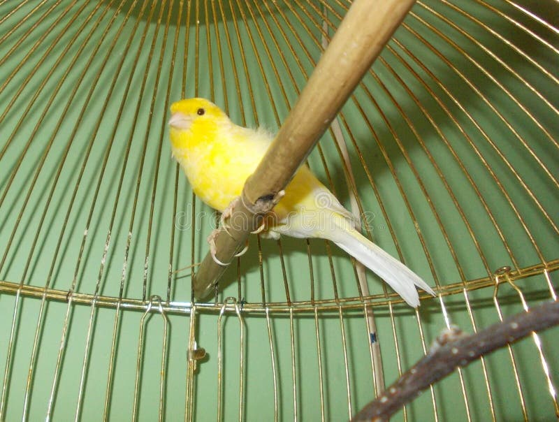 Rode Kanarie Op Zijn Toppositie Stock Foto - Afbeelding bestaande uit ...