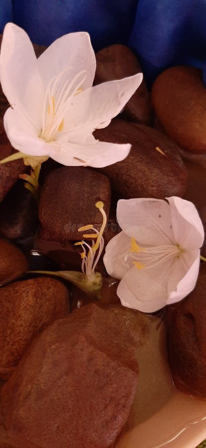 Kanchan Flower Stock Photos - Free & Royalty-Free Stock Photos from ...