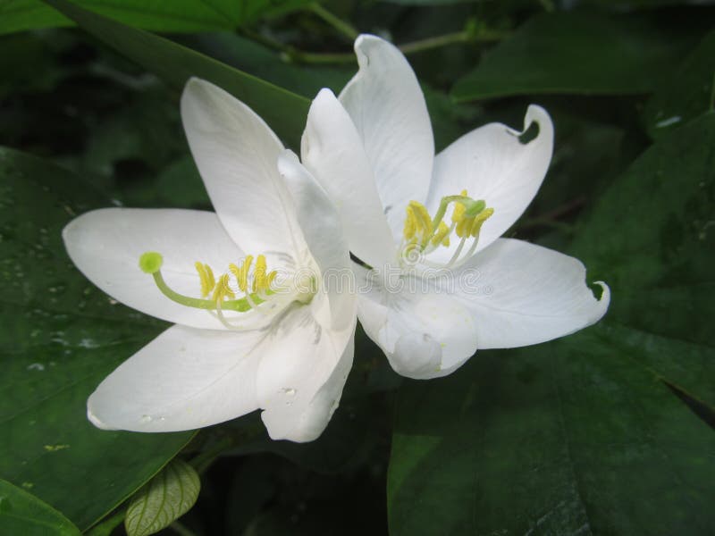 White Kanchan Flower Royalty-free Images Stock Image - Image of kanchan ...