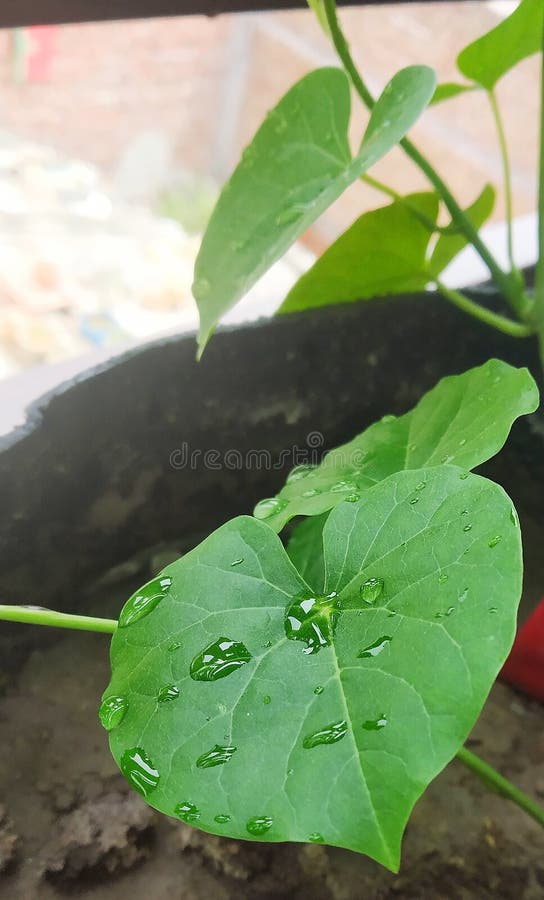 It is a plant of Kanda stock photo. Image of kanda, eats - 155728880