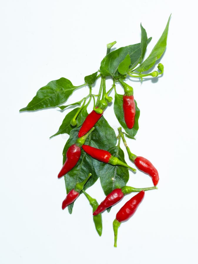 Kandari Chilli stock photo. Image of alone, chillis - 179054720