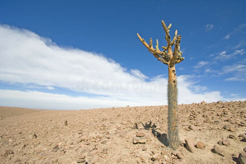 Cactus in De Atacama-woestijn, Pan De Azucar National Park in Chili ...