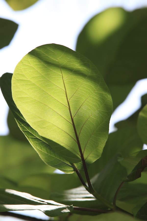 Kandoo Tree Leafs (Hernandia Nymphaeifolia) Stock Photo - Image of tree ...