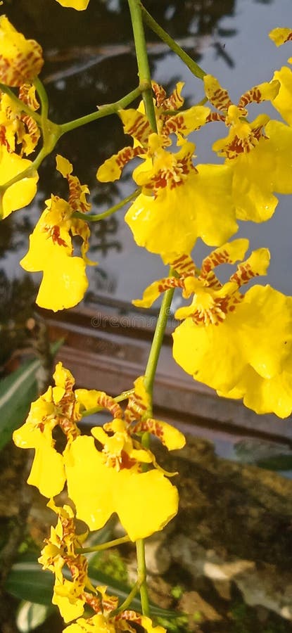 Kandy dance flower drex stock image. Image of kandy - 252477839