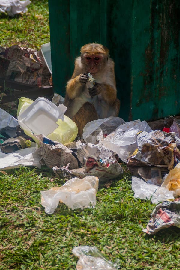 KANDY, SRI LANKA - JULY 19, 2016: Macaque Eats Food Rests from a Tras ...