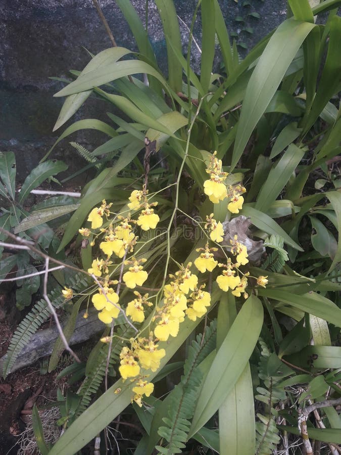 Kandyandance Flowers Stock Photos - Free & Royalty-Free Stock Photos ...