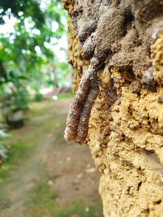 Kaneiya Nest Stock Photos - Free & Royalty-Free Stock Photos from ...