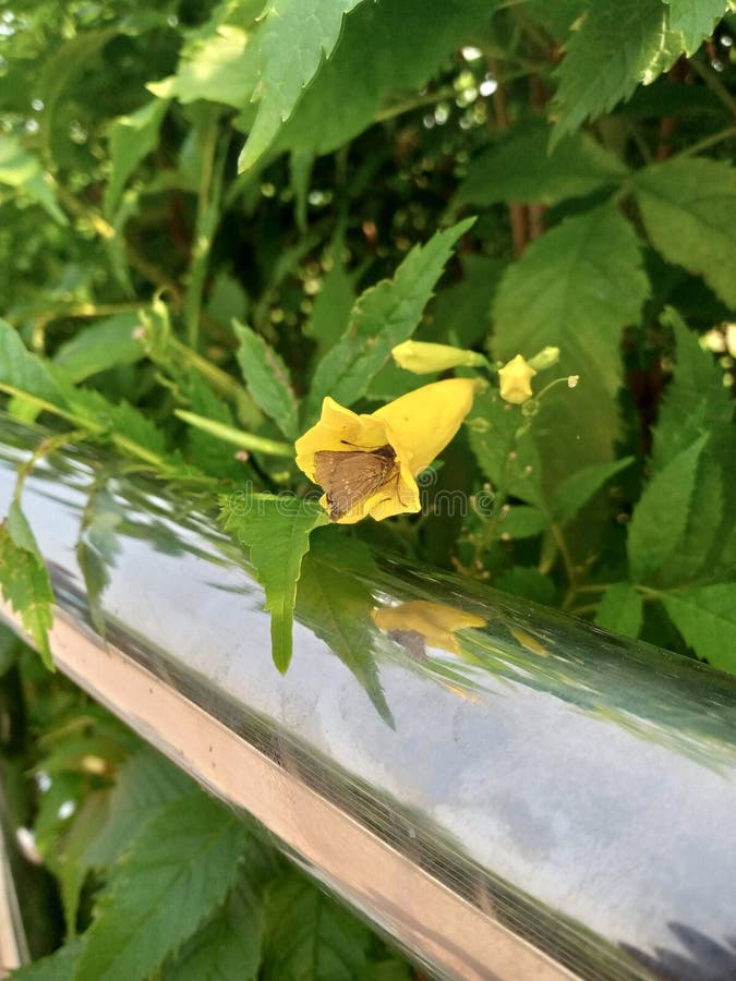 Kaner ka phool stock photo. Image of animal, autumn - 260426434