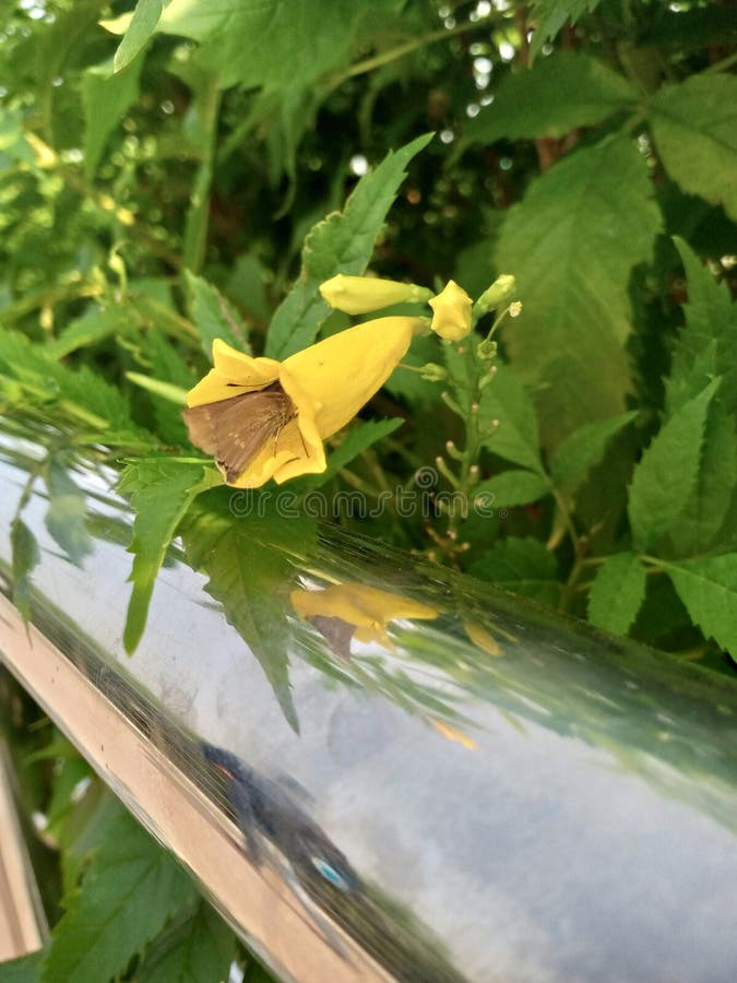 Ka Phool Stock Photos - Free & Royalty-Free Stock Photos from Dreamstime