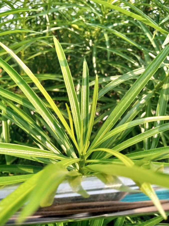 Kaner ka phool stock photo. Image of flower, produce - 260426360