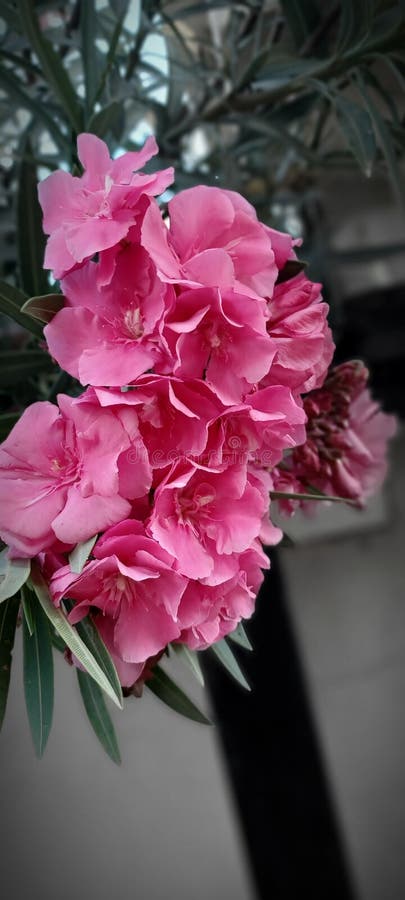 Kaneri flower authentic stock photo. Image of flower - 234172476