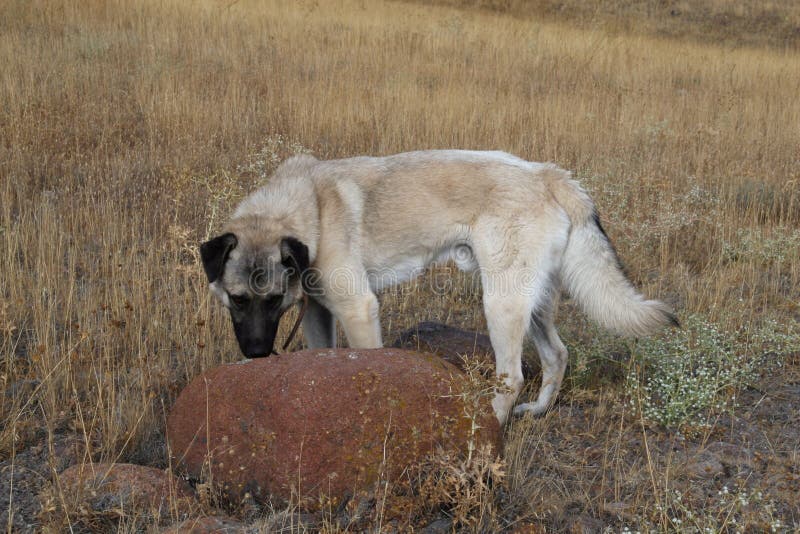 Kangal Picture. Image: 6503077